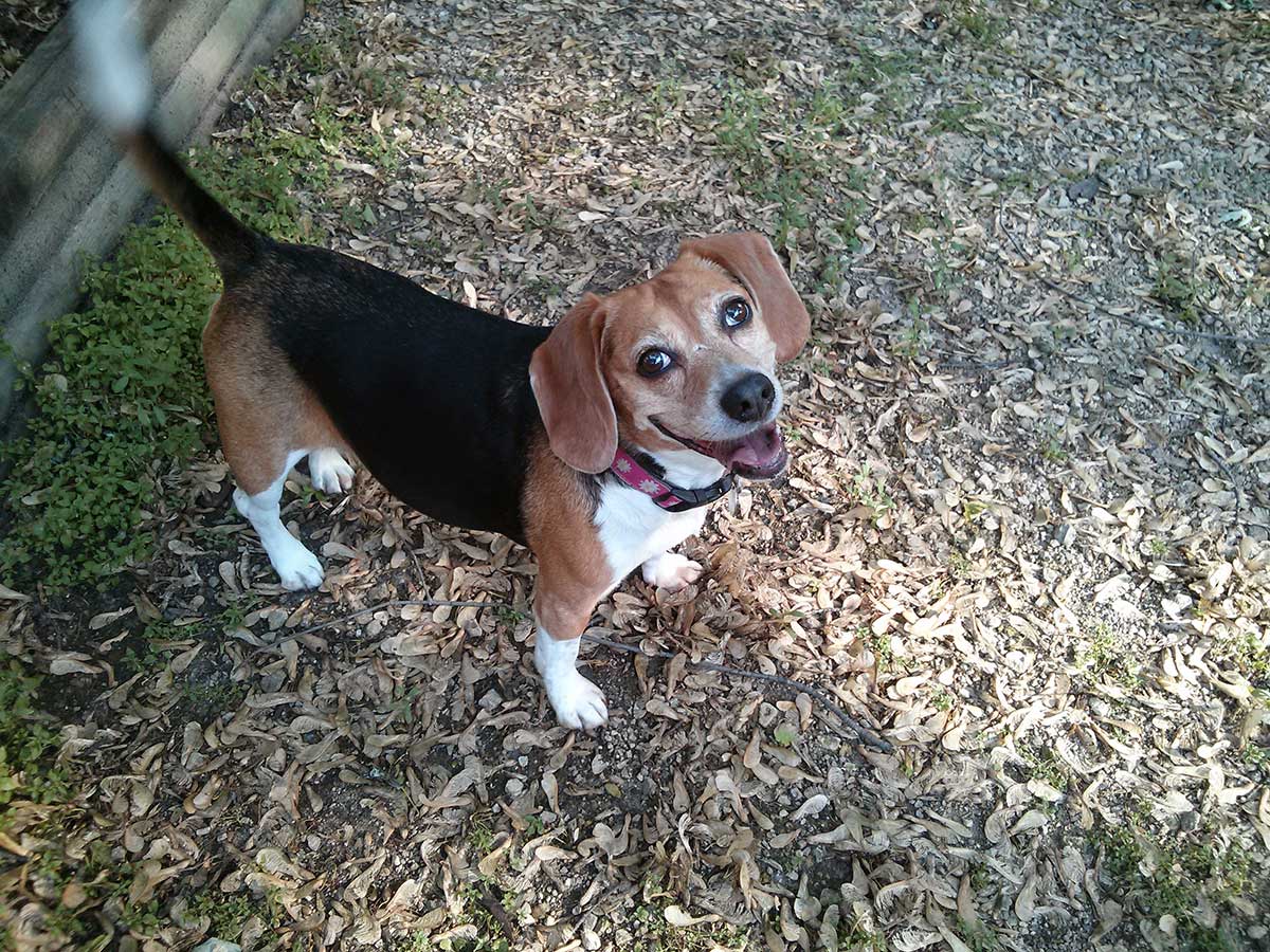 Paws & Pixels:Supporting Small Dog Rescue Through Technology - Small ...